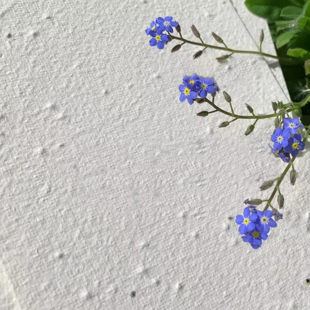 Paper-Go-Round Seed Paper / A4 – Pulp Creative Paper